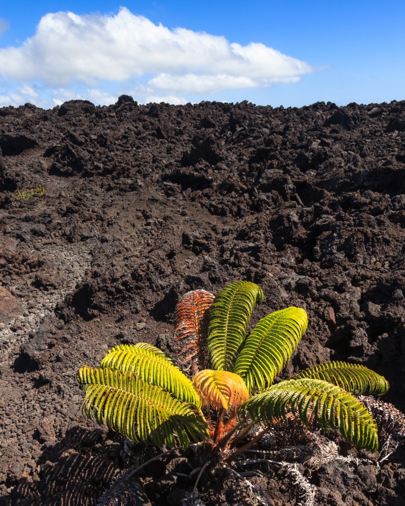 Ongoing Conservation Efforts at Haleakalā & Hawaiian Volcanoes National ...